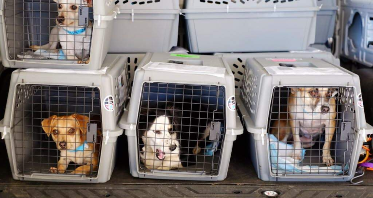 How and Where to Find Good Pet Transporters - I Blogs Hub
